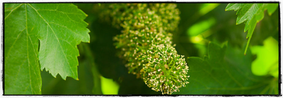 Cayuse Vineyards – Biodynamic wines from the Walla Walla Valley