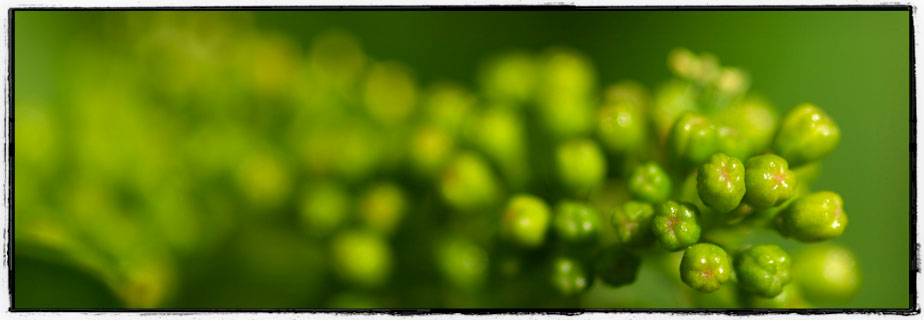 Cayuse Vineyards – Biodynamic wines from the Walla Walla Valley